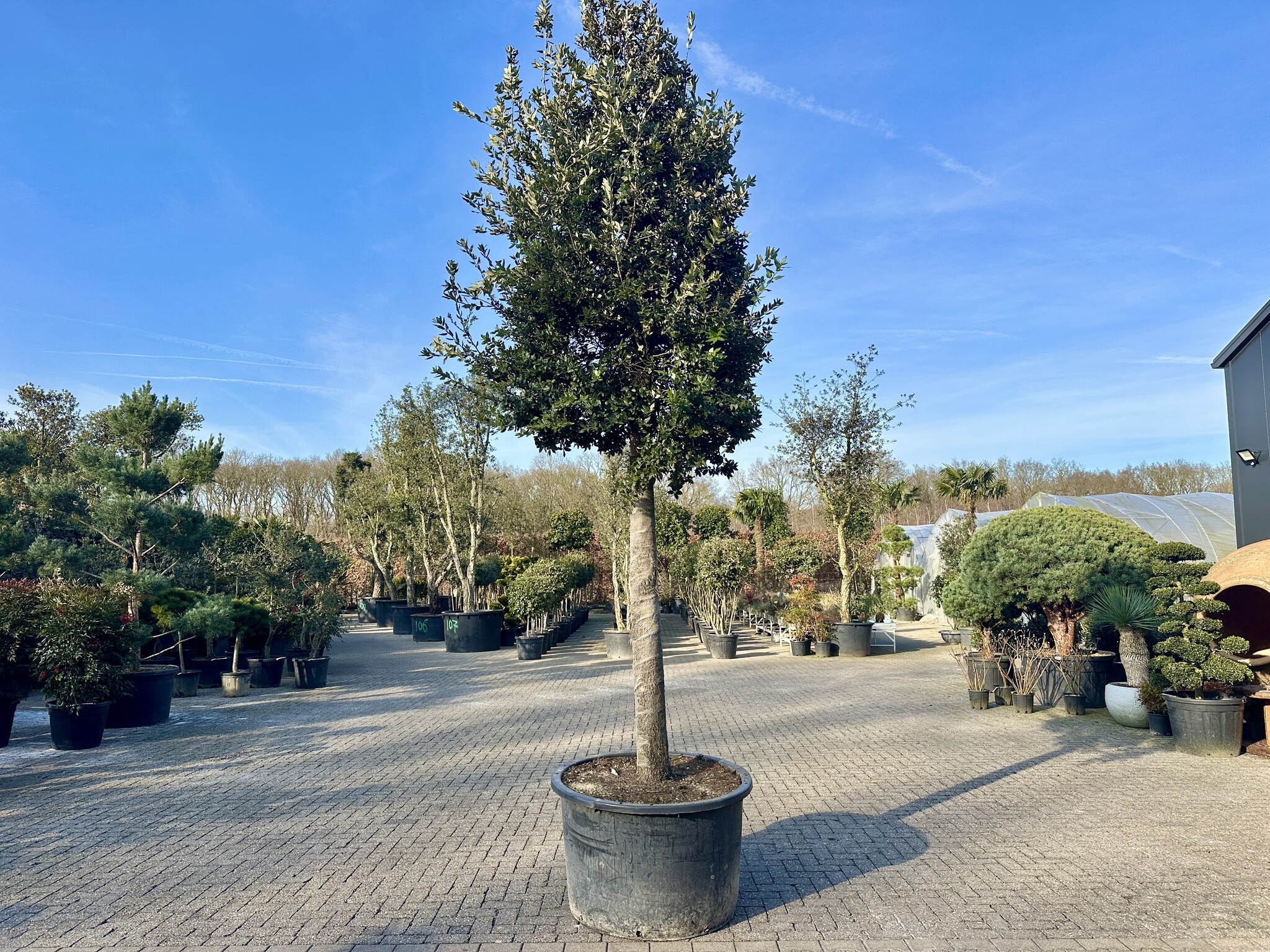 Steeneik 35/40 cm stamomtrek - Palmexpert.nl