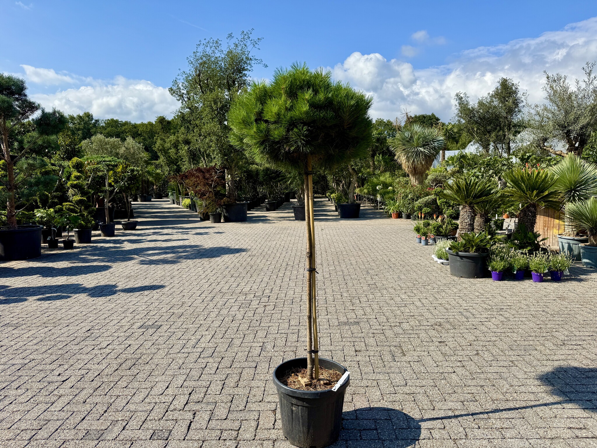 Pinus nigra Brepo op stam - Palmexpert.nl