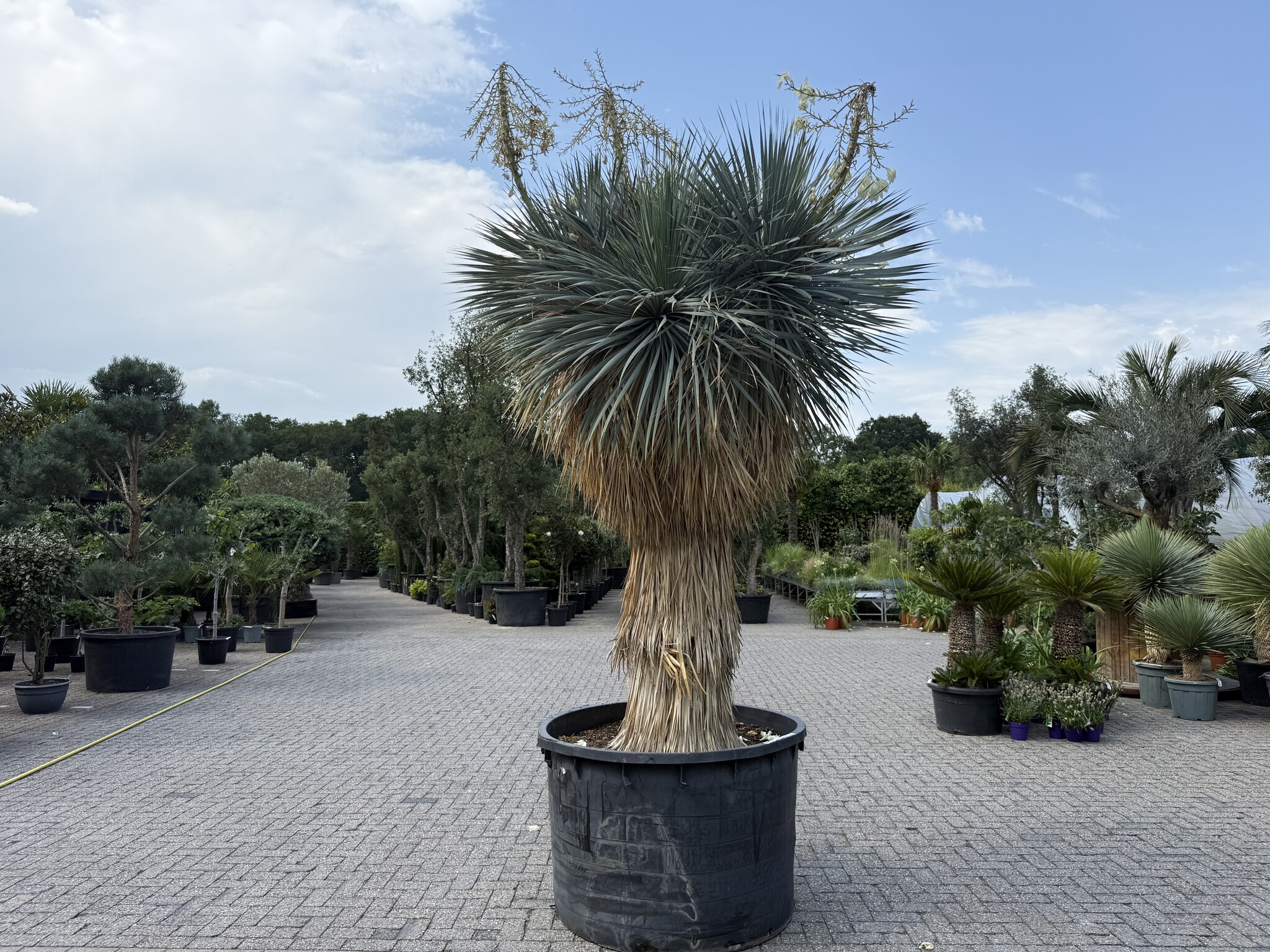 Yucca rostrata exclusief Multihead - Palmexpert.nl