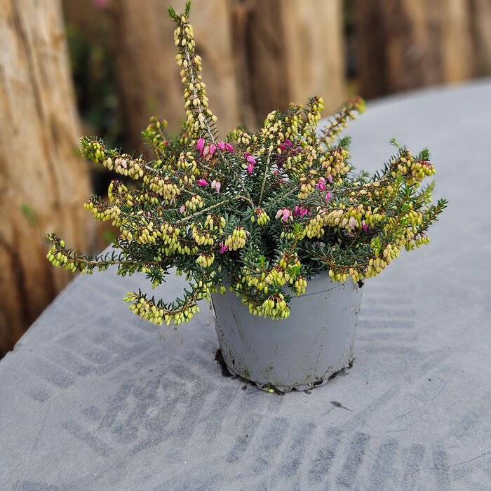 Winterheide | Erica carnea. 'Winterfreude' kopen (TIP) - Heideplantje.nl