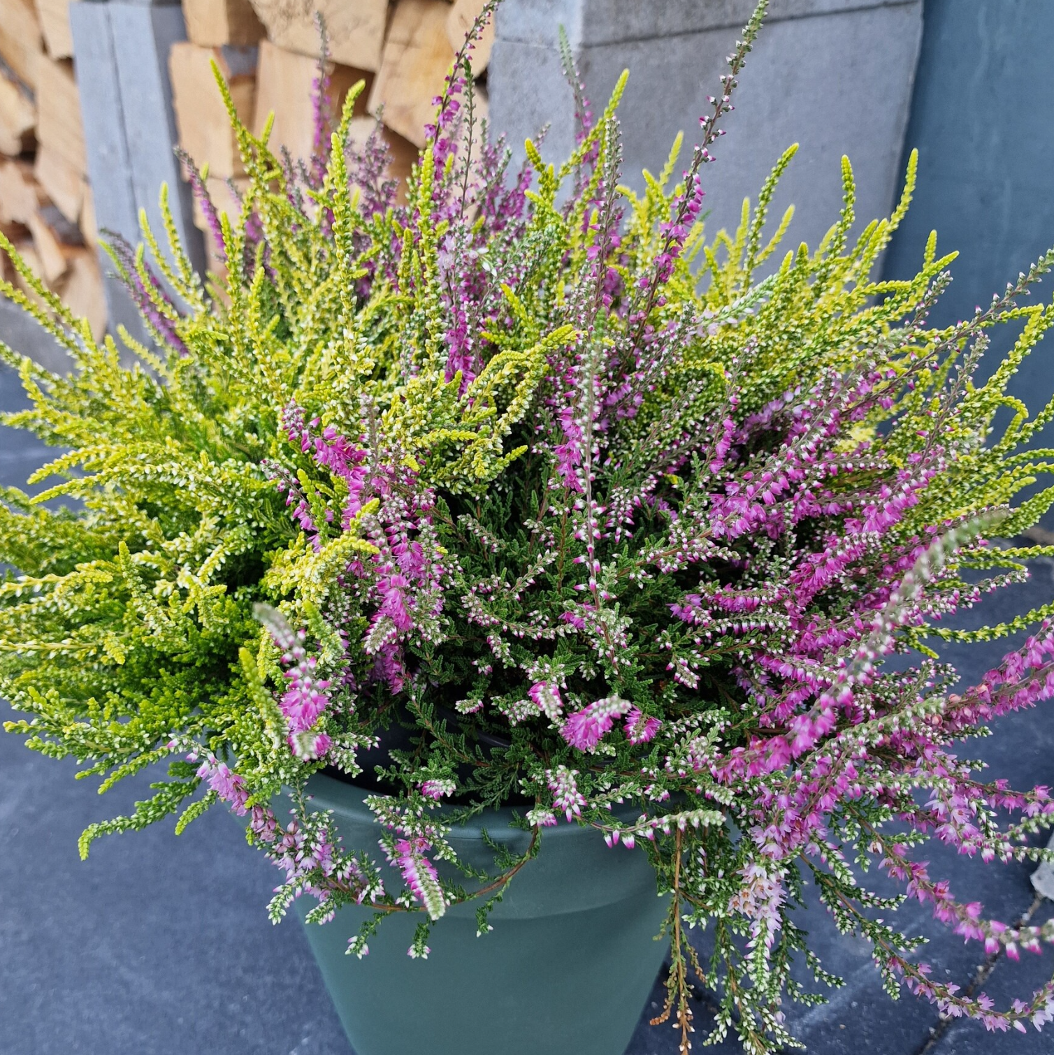 Zelf heide stekken: hoe doe je dat? - Heideplantje.nl