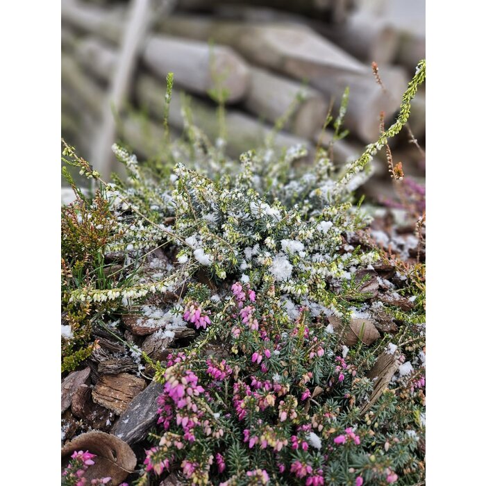 Winterheide | Erica carnea. 'Springwood White' kopen (TIP ...