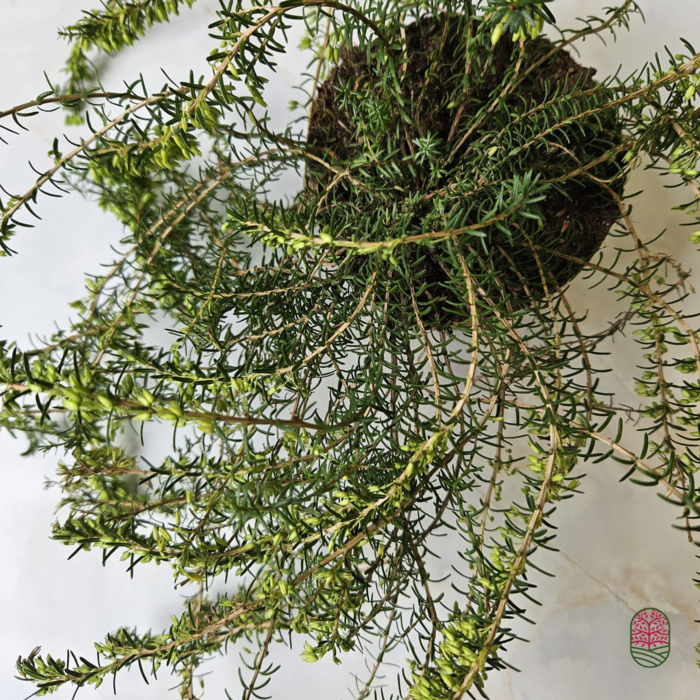 Winterheide | Erica carnea. 'Springwood White' kopen (TIP ...