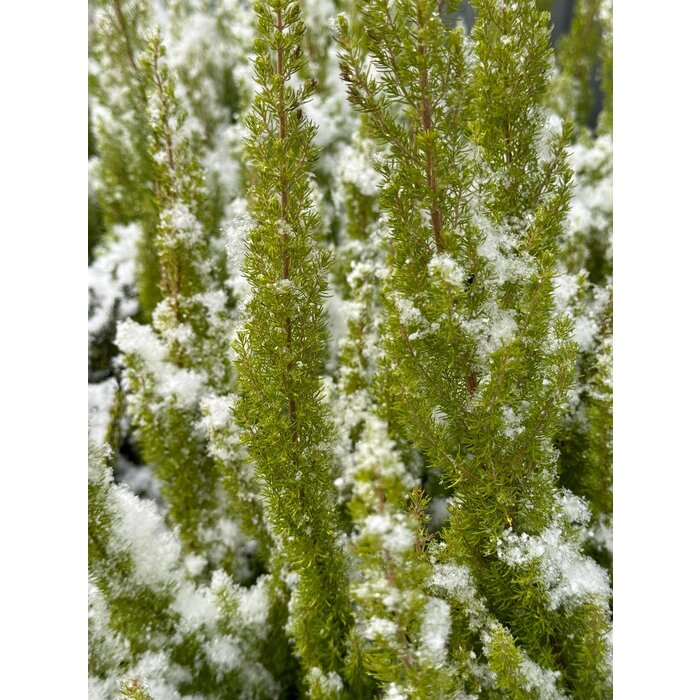 Boomheide | Erica arborea 'Albert's Gold' kopen (TIP) - Heideplantje.nl