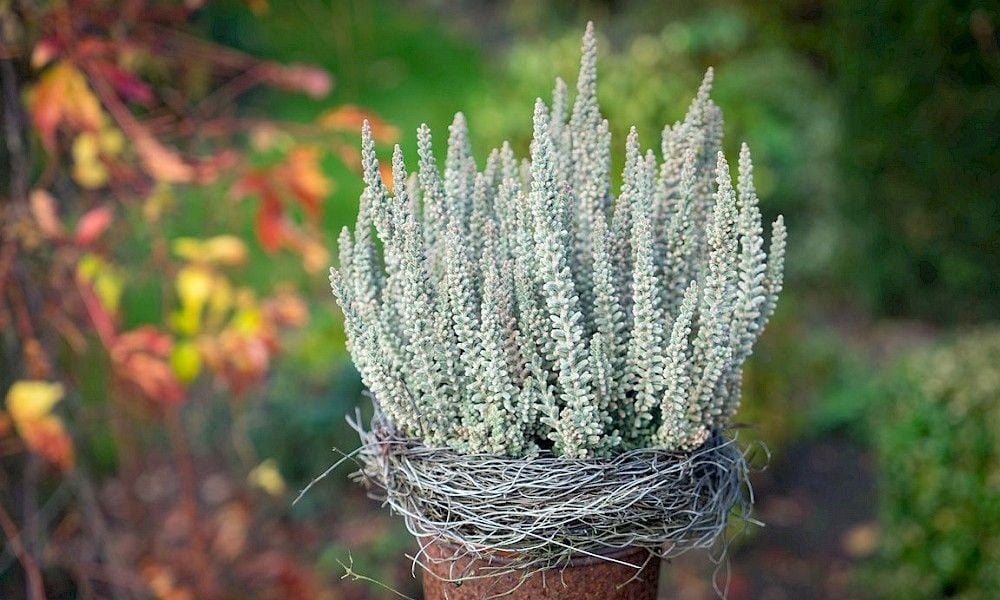 blog - De voor- en nadelen van heideplantjes in je tuin - Heideplantje.nl