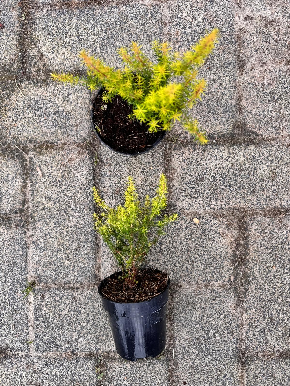 Baby Boomheide | Erica arborea 'Albert's Gold' - Heideplantje.nl