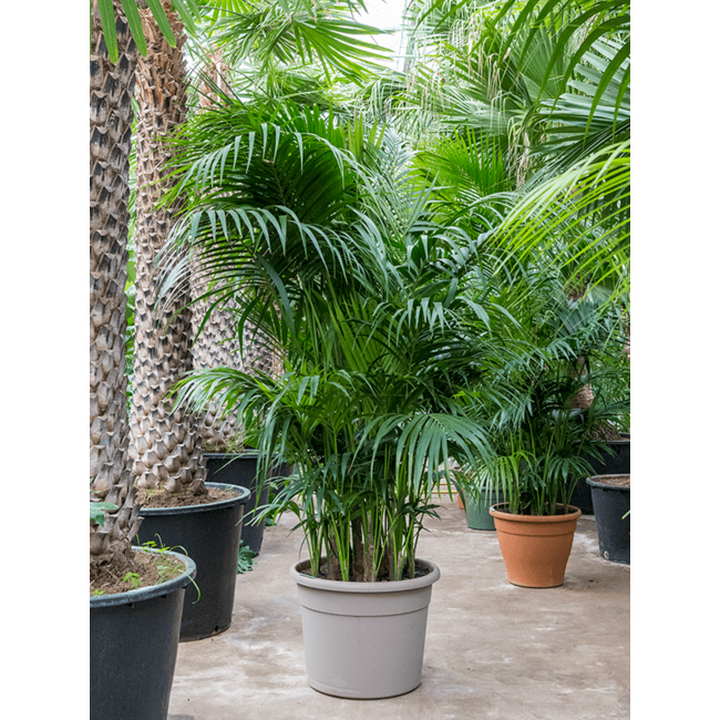 Kentia (Howea) Forsteriana | Schnelle Lieferung | Fleurdirect - www ...