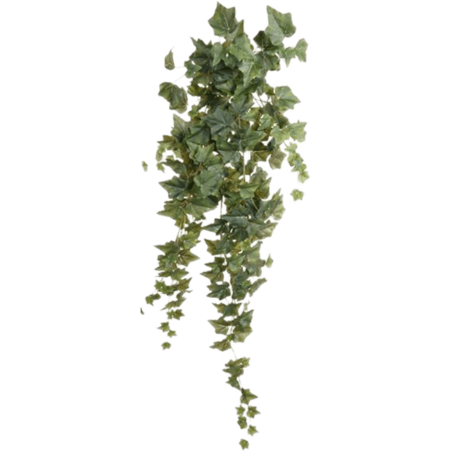 Efeu | Schnelle Lieferung | Fleurdirect - www.fleurdirect.com