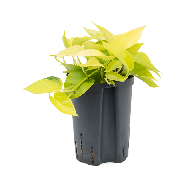 Hydroplant Scindapsus (Epipremnum) Golden Pothos | Schnelle Lieferung ...