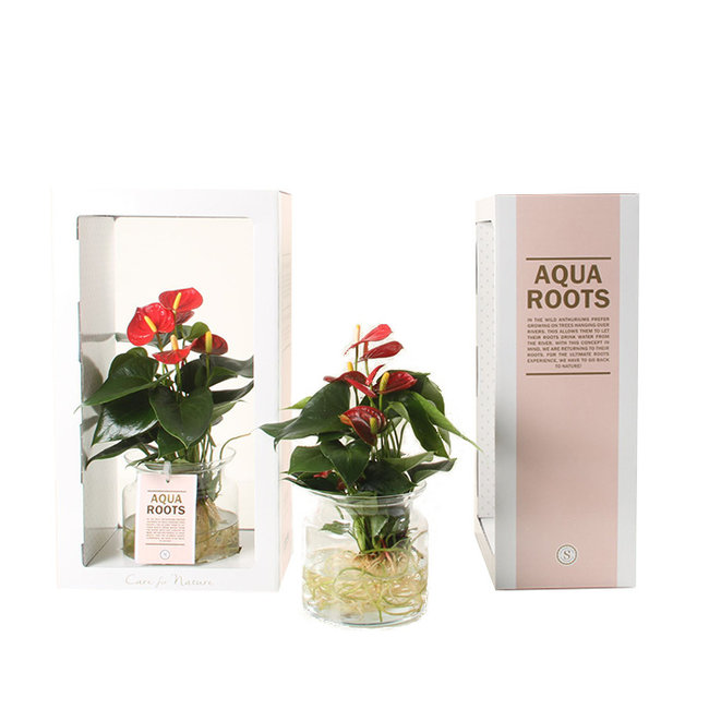 Einzigartiges Konzept Aqua Roots Red|Online kaufen - www.fleurdirect.com