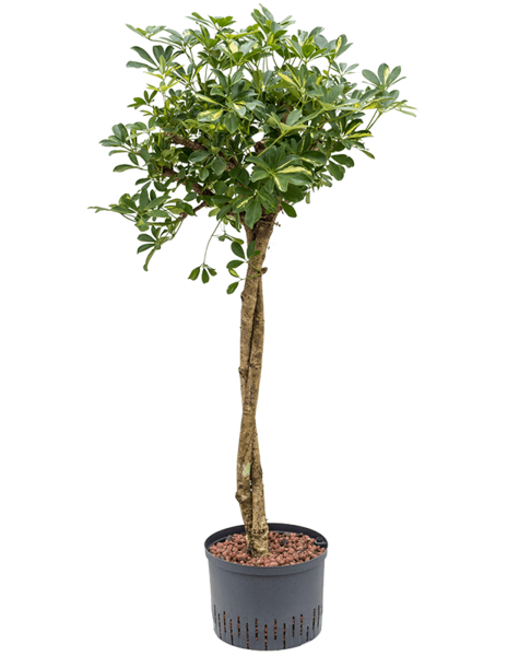 Schefflera - www.fleurdirect.com
