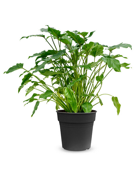 Philodendron kaufen - www.fleurdirect.com