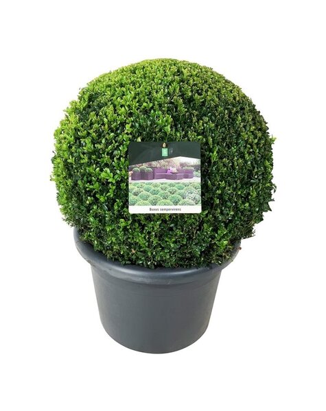 Buchsbaum - www.fleurdirect.com