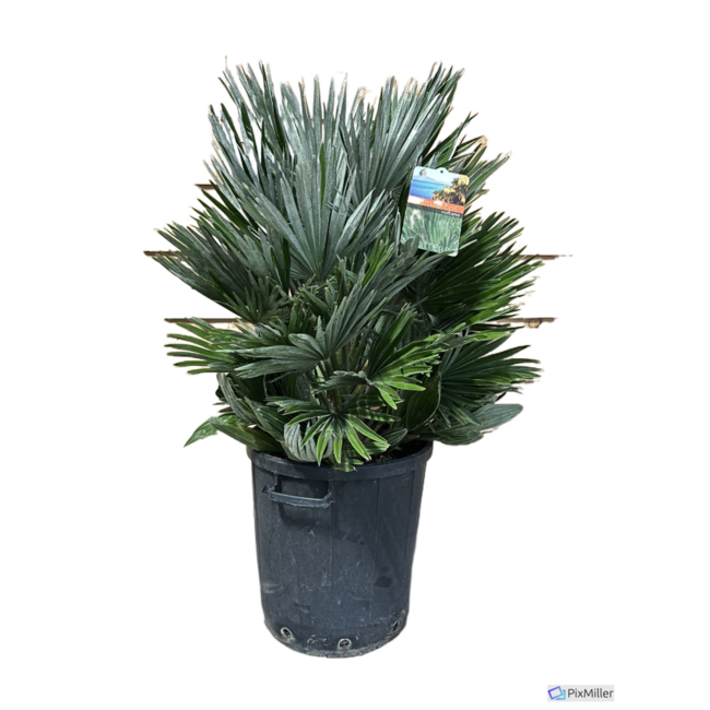 Chamaerops Humilis Vulcano | Schnelle Lieferung | Fleurdirect - www ...