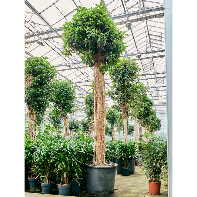 Ficus Rubiginosa Australis | Schnelle Lieferung | Fleurdirect - www ...
