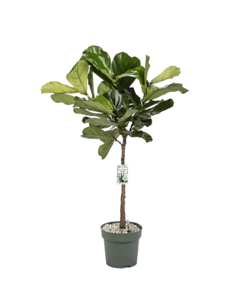 Ficus - www.fleurdirect.com