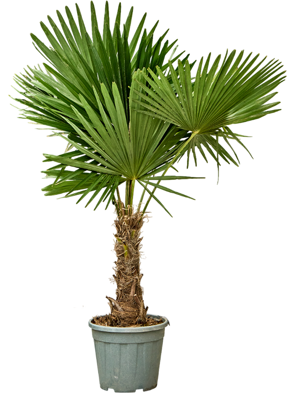 Trachycarpus Fortunei (150-180) | Schnelle Lieferung | Fleurdirect - www.fleurdirect.com
