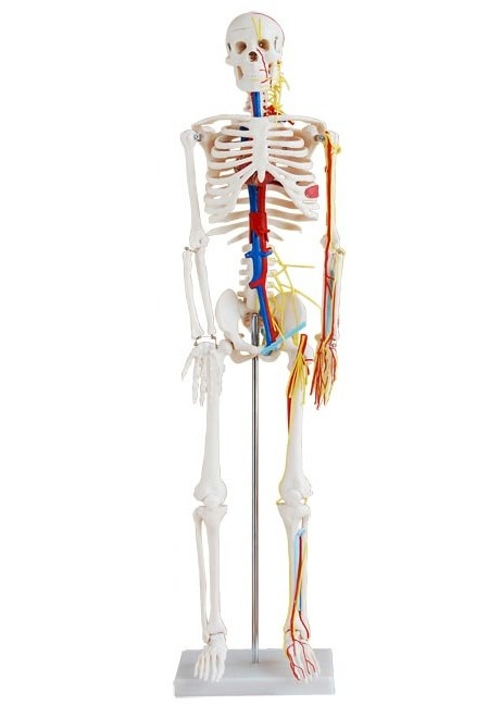 Anatomisch model Menselijk skelet medium model, 85 cm met zenuwen, bloedvaten en een hart ...