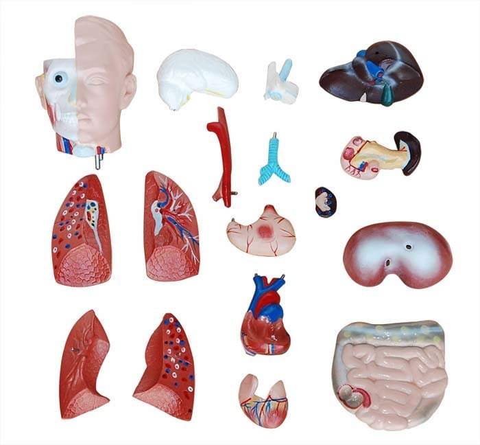 Geslachtsloze Torso van het menselijk lichaam 42 cm - Anatomie model ...