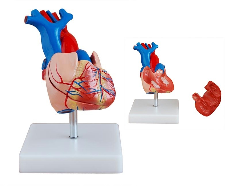 Hart model 15cm - anatomie model van het menselijk hart - Vosmedisch.nl ...