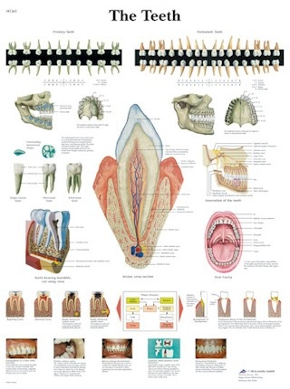 Anatomische Poster van de Tanden - Vosmedisch.nl