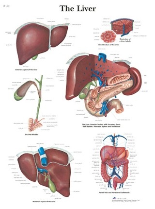 Anatomische Poster van de Lever - Vosmedisch.nl