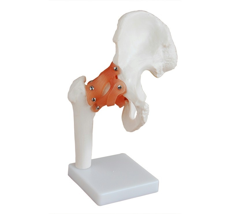 Anatomisch model van de Heup - Budget model - Vosmedisch.nl - A. Vos en ...