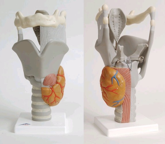 Functioneel model van de Larynx, 2,5 maal vergroot - 3B Scientific ...