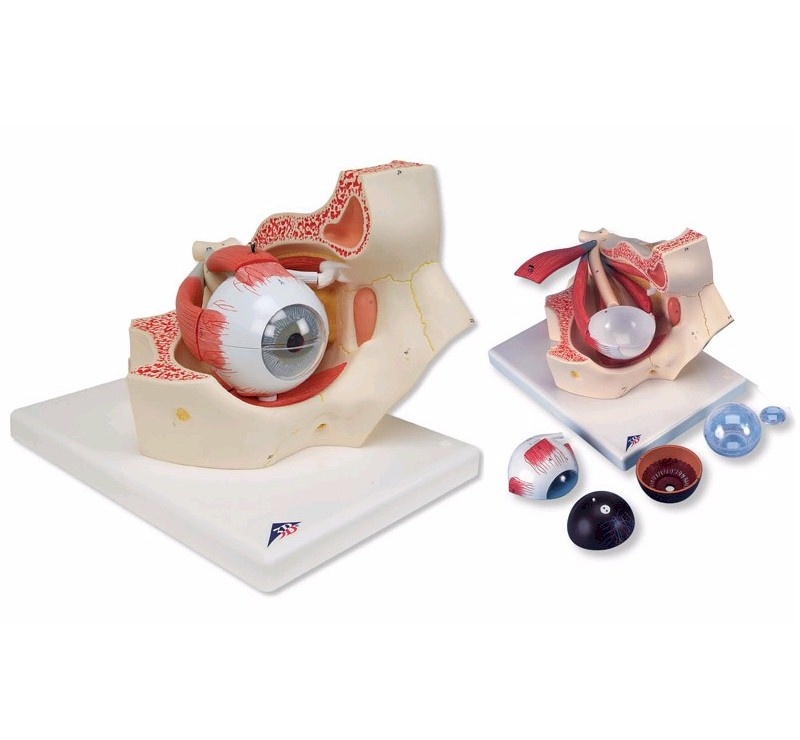 Anatomisch model van het Oog met Oogkas, 3 maal vergroot, 7-delig - 3b ...