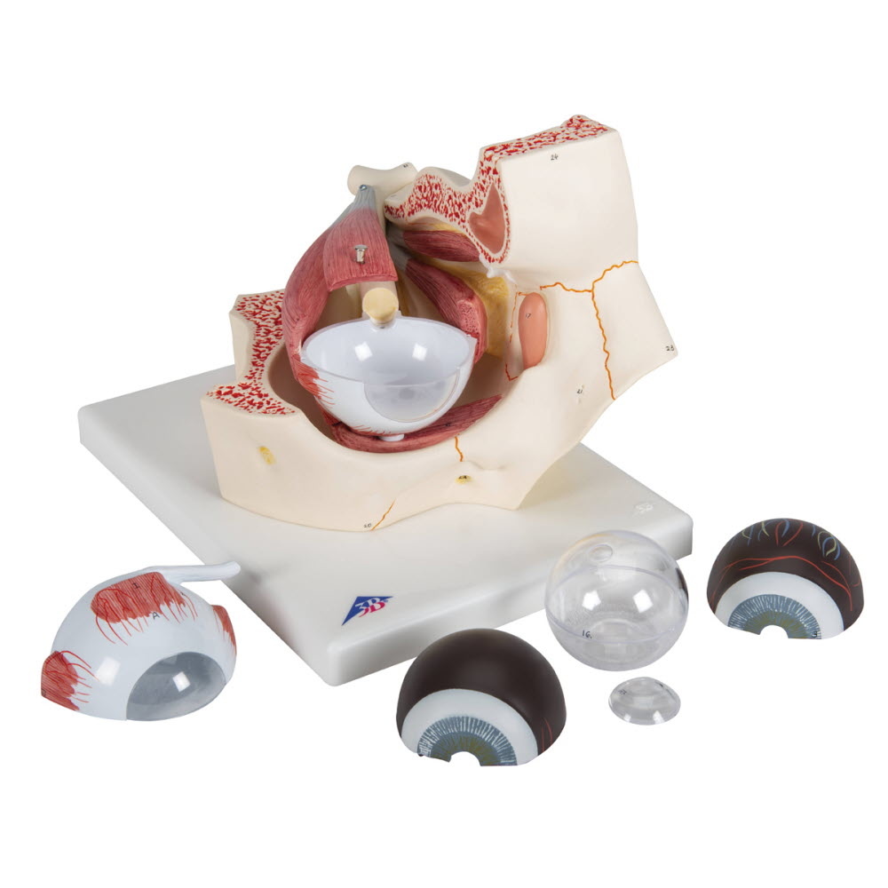 Anatomisch model van het Oog met Oogkas, 3 maal vergroot, 7-delig - 3b ...
