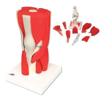 Spiermodellen - Vosmedisch.nl - A. Vos en Zoons B.V.