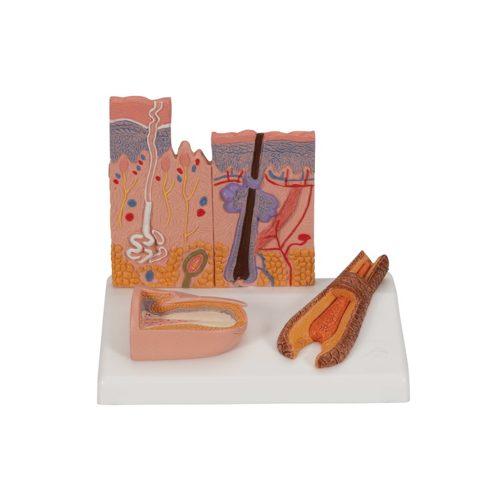 Anatomisch model van de Huid, Nagel en Haarzakje -3B Scientific ...