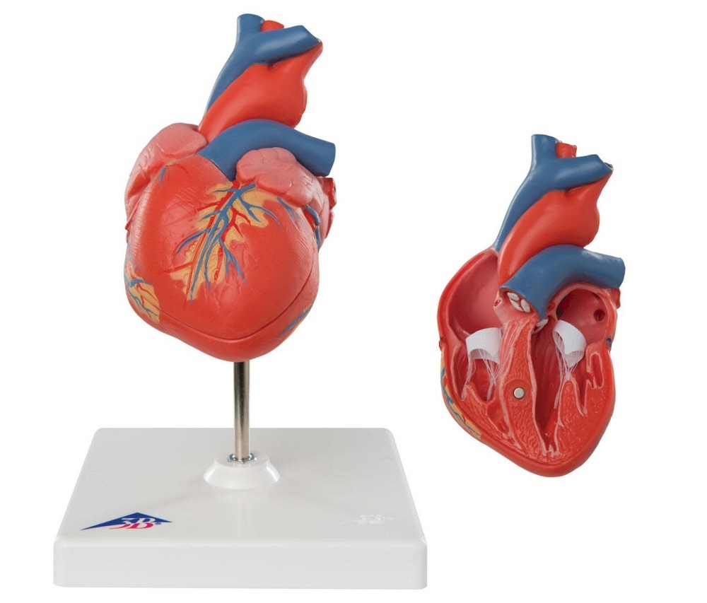 Hart model 2 delig - Anatomie model menselijk hart G08 - 3B Scientific ...