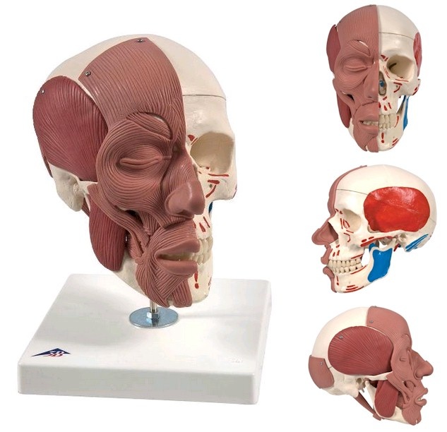Model van de schedel met gezichtsmusculatuur - 3B Scientific ...