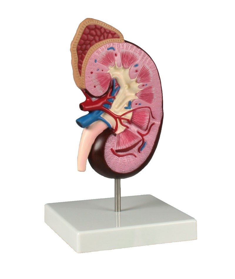 Anatomisch model van de Nier, 2 maal vergroot - Vosmedisch.nl - A. Vos ...