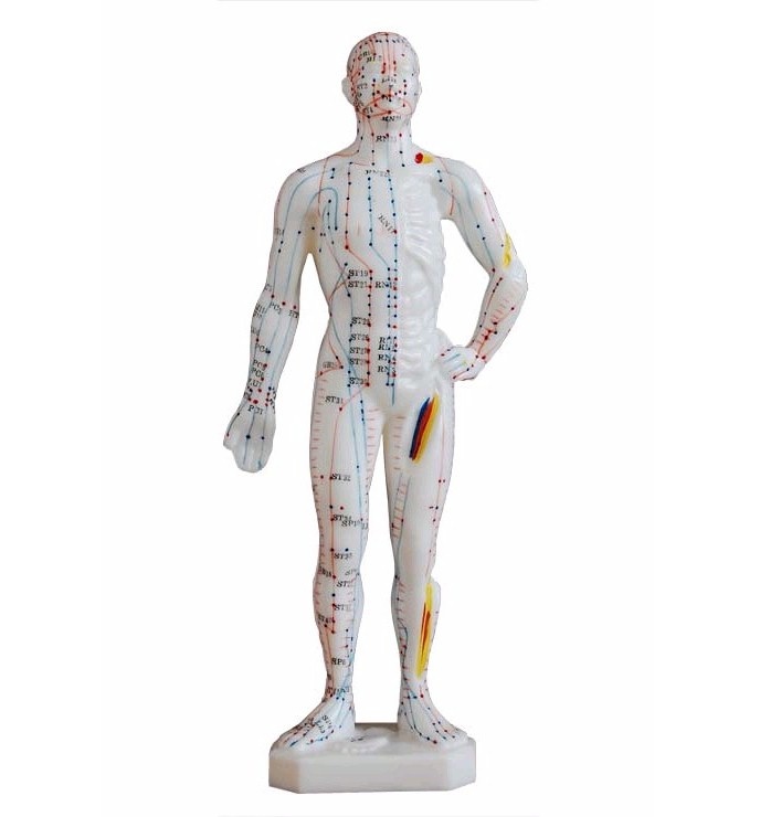 Mini acupunctuurmodel 26cm - Vosmedisch.nl - A. Vos en Zoons B.V.