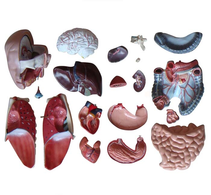 Geslachtsloze Torso van het menselijk lichaam 85cm - Budget model ...