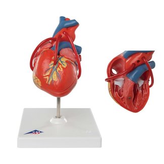 Hart - Vosmedisch.nl - A. Vos en Zoons B.V.