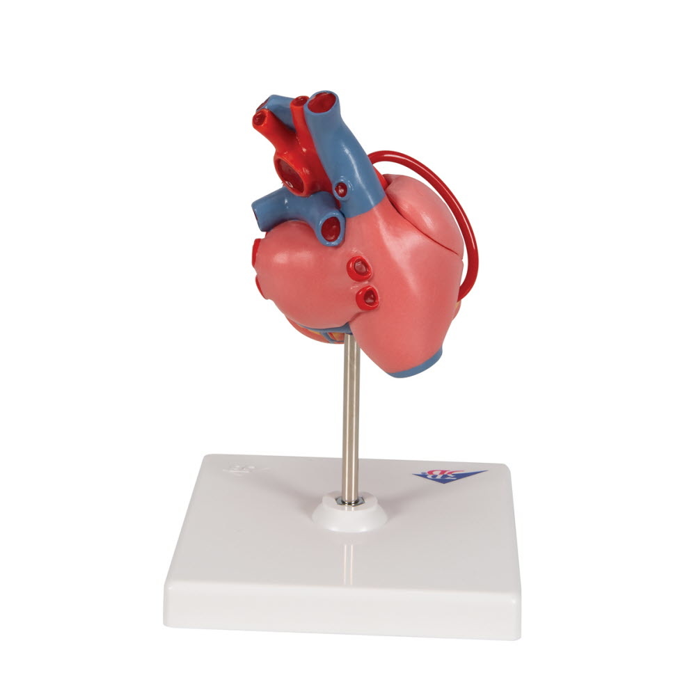 Hart model 2-delig Bypass - Anatomie menselijk hart - 3B Scientific ...