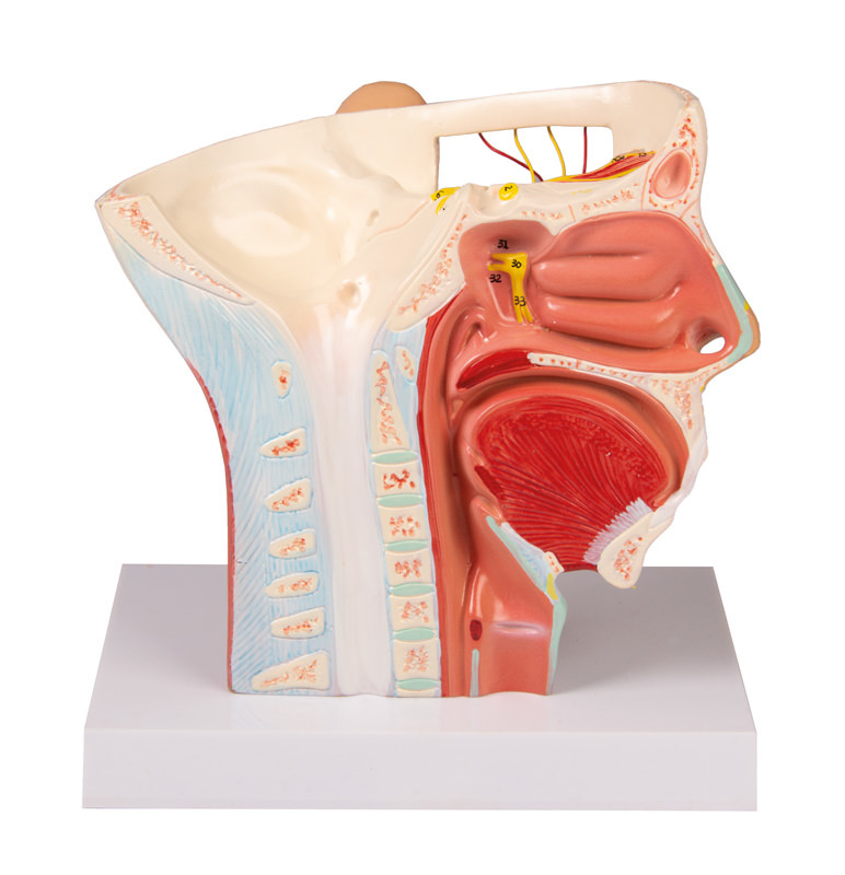 Anatomie model van de zenuwen van het menselijk hoofd - Erler Zimmer ...