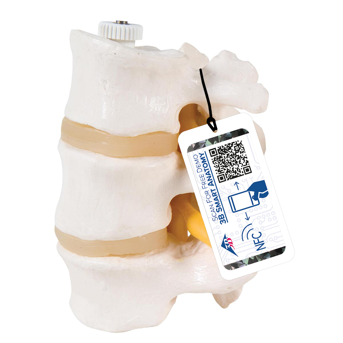 Wervelschijf, 3 stuks, flexibel gemonteerd - 3B Scientific - Vosmedisch ...