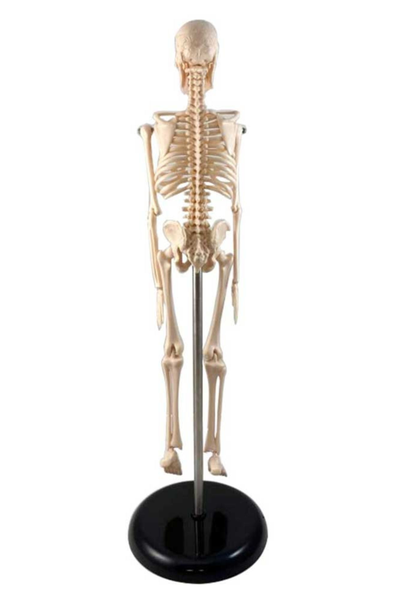 Miniskelet, 42 cm - Budget model - Vosmedisch.nl - A. Vos en Zoons B.V.