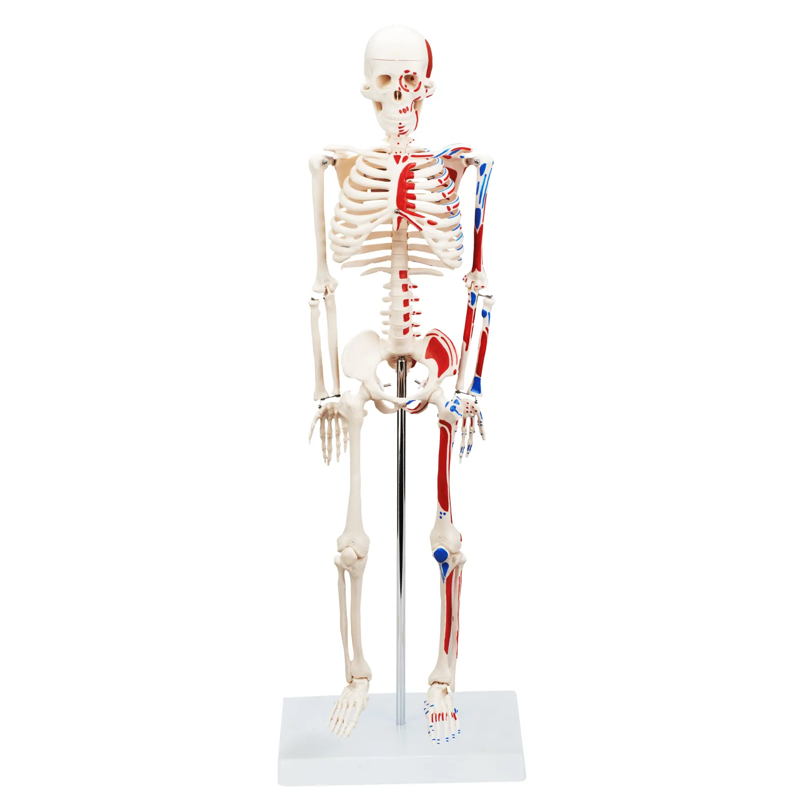 Anatomisch model Menselijk skelet met spieraanhechtingen, medium model 85cm, genummerd - Budget ...