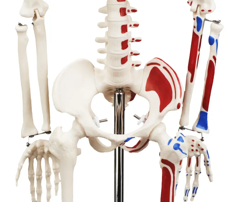Anatomisch model Menselijk skelet met spieraanhechtingen, medium model ...
