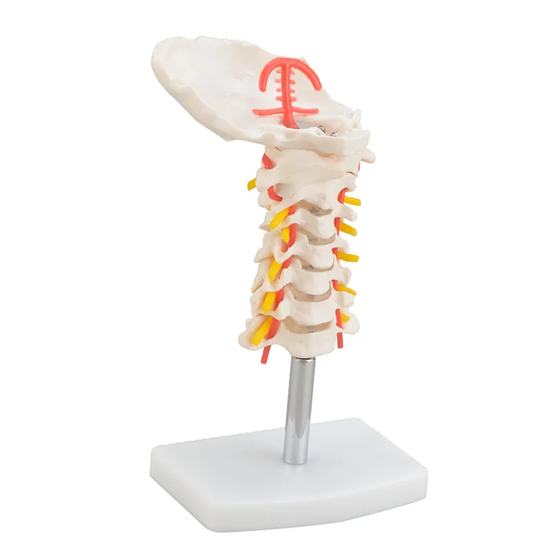 Cervicale wervelkolom met halsslagader - Budget model - Vosmedisch.nl ...