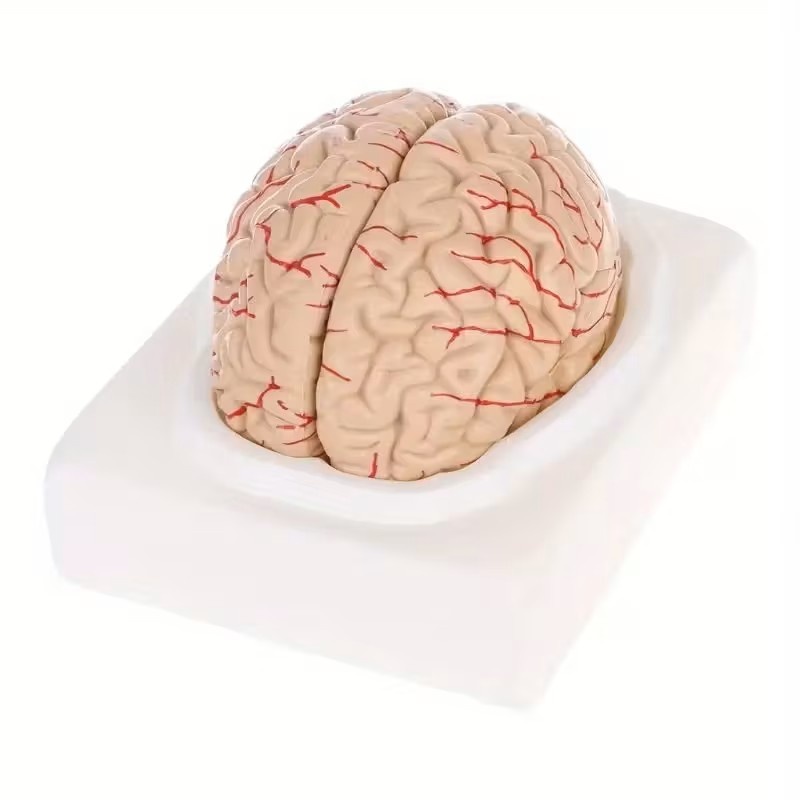 Anatomisch model van de Hersenen, 8 delig - Vosmedisch.nl - A. Vos en ...