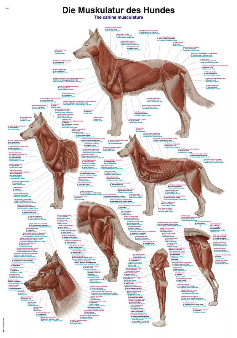 Anatomische Poster – Spierstelsel van de Hond (Duits / Engels / Latijn ...