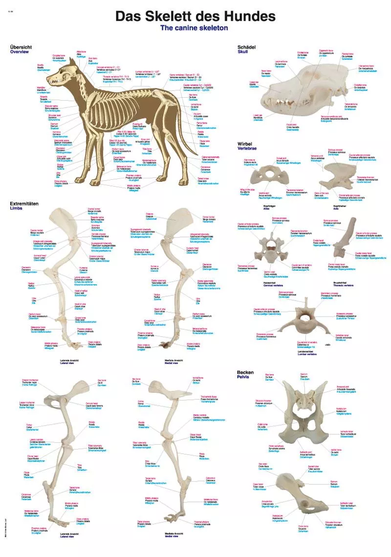 Anatomische Poster – Skelet van de Hond (Duits / Engels / Latijn) – 70 ...