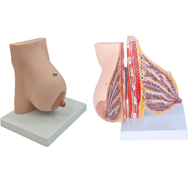 Lacterende Borst Anatomisch Model - Vosmedisch.nl - A. Vos en Zoons B.V.