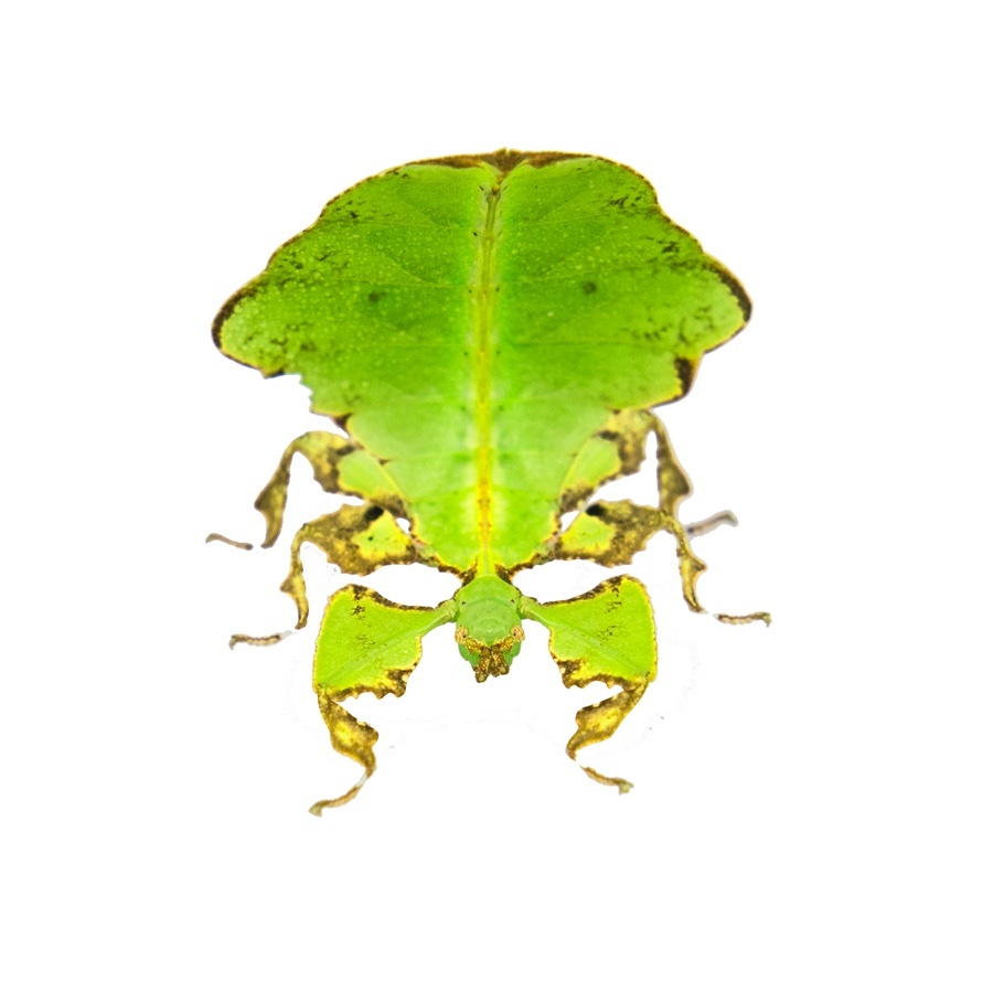 Wandelend blad nimfjes online kopen en houden als huisdier ...